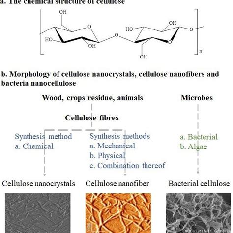 Schematic Illustration Of The Generalized Modification Of Nanocellulose