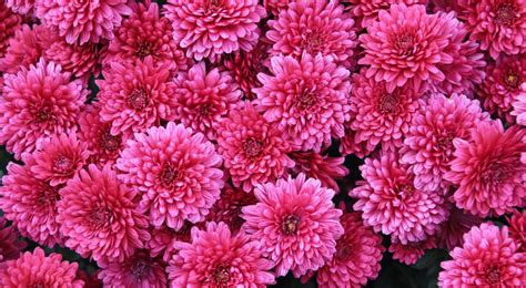 Flor De Crisantemo Morado