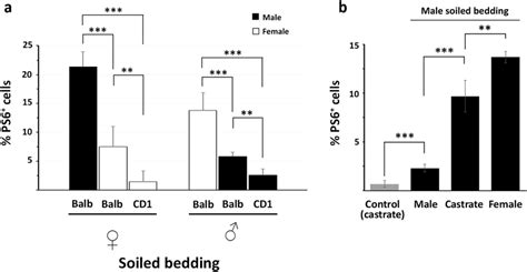The Vno Of Male And Female Mice Shows Adaptation To Same Sex Stimuli