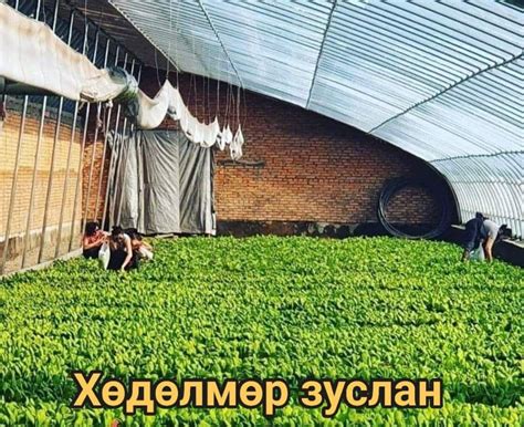 АХМАДЫН ХӨДӨЛМӨР ЗУСЛАН