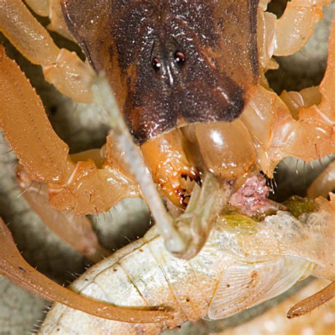 Chelicerae