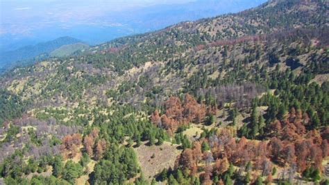 Hay 52 Más Bosque Infectado Por Plagas Evlyn Online