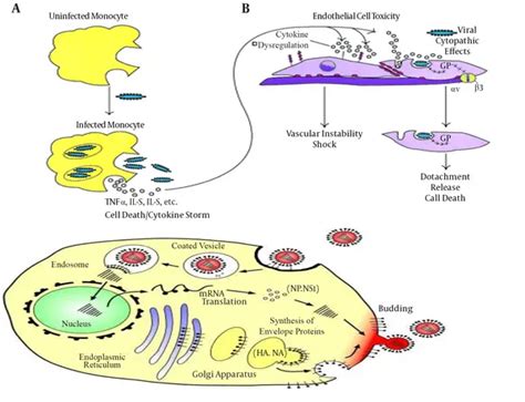 Ebola Virus Structure Genome Replication Pathogenesis Biology Notes Online