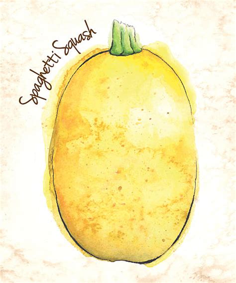 Spaghetti Squash Illustrations Royalty Free Vector Graphics And Clip Art