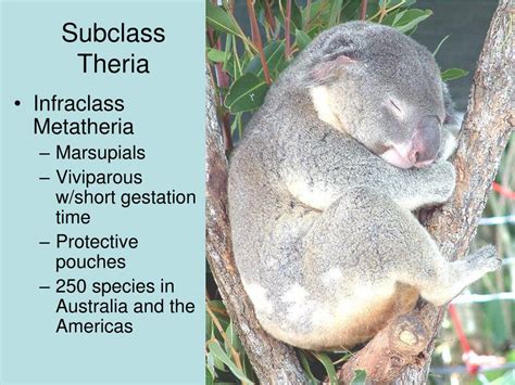 Ppt Mammals Powerpoint Presentation Free Download Id1820650