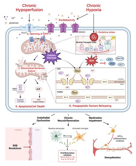 figure 1 from insights of chinese herbal medicine for mitochondrial