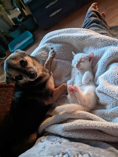 Lola Finally Came Home 🥰 Rwhitecats