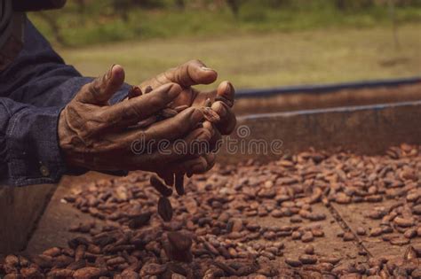 Fresh Cocoa Cut Exposing Cocoa Nibs Stock Photo Image Of Botanical Open