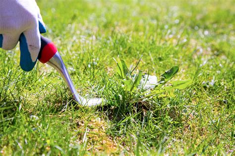 How To Get Rid Of Garden Weeds Storables