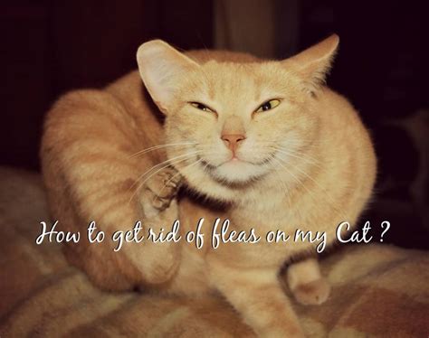 How To Get Rid Of Fleas On My Cat