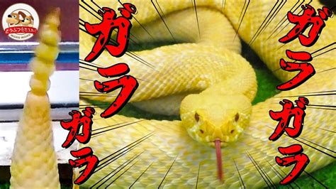 どうぶつ奇想天外のオススメの話を教えてくれよ｜あにまん掲示板