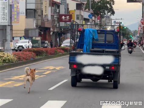南投柴犬「追車、亂竄」差點被巴士撞上 飼主：是狗不願上車 Ettoday寵物雲 Ettoday新聞雲