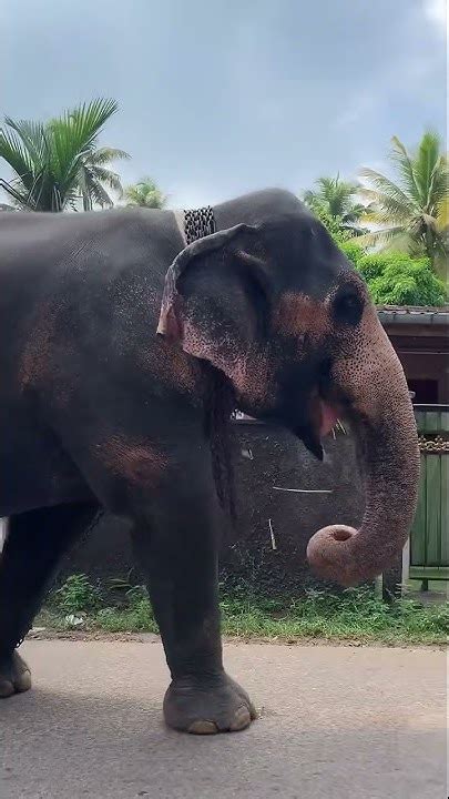 කොහොමද අලියා Youtube