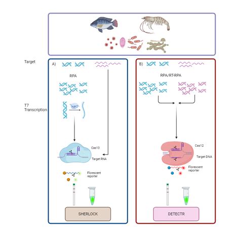 Crispr Cas Mediated Diagnostic In Aquaculture Biorender Science Templates