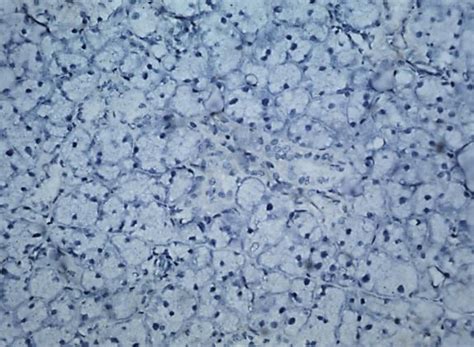 A Photomicrograph Of Rat Submandibular Salivary Gland Incubated With Download Scientific