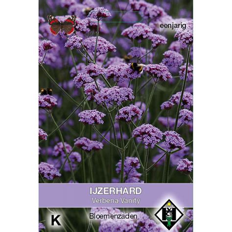 Vanity Verbena Bonariensis Vervain Seeds Seeds Tuinzaden Eu