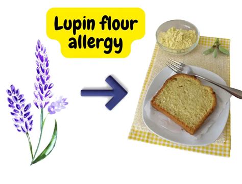 Lupin Allergy Guide To Patients And Families Private Allergy Testing