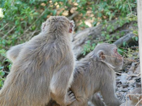 Same Sex Relationships Have Upsides For Rhesus Macaques Study Finds