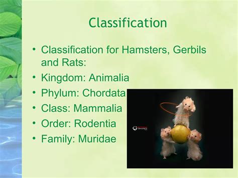 Rodents Ppt