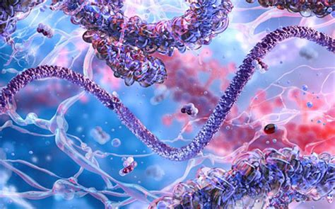 Dna And Rna Modification Rna Boc Sciences