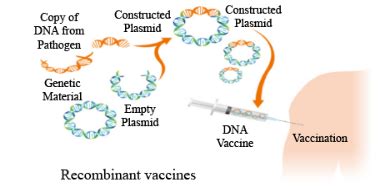 What Is A Recombinant DNA Vaccine Give Two Examples