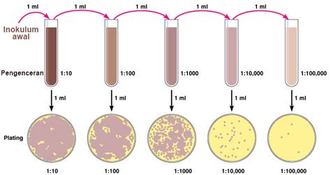 Penting Cara Menghitung Pengenceran