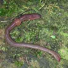 Annelida Wikipedia