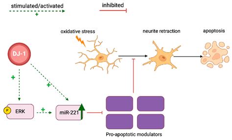 Figure 2 From Pathogenesis Of Dj 1park7 Mediated Parkinsons Disease