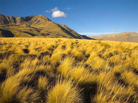 Temperate Grassland Plants Ib Biology At Ghs Temperate Grasslands