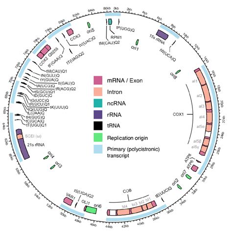 Annotated Mitochondrial Genome Of CEN PK113 7D Primary Polycistronic
