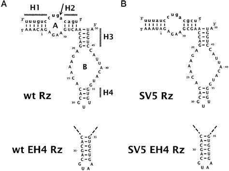Secondary Structure And Sequences Of The Hairpin Ribozyme Constructs