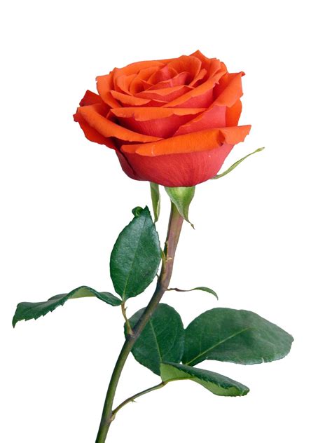 장미 빨간색 꽃 Pixabay의 무료 사진