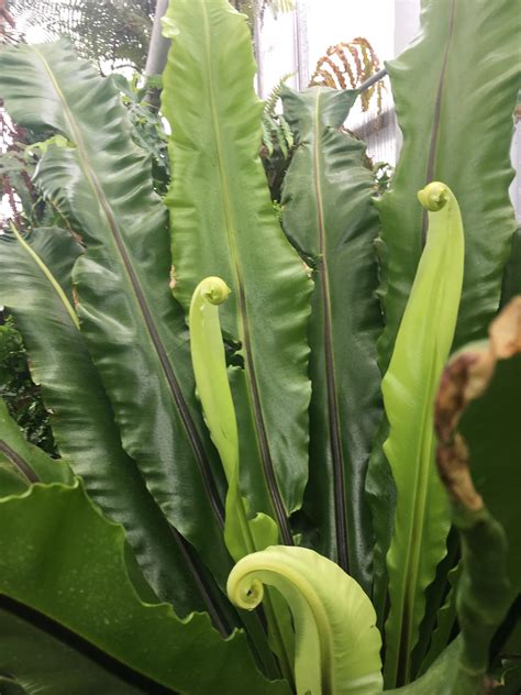 Asplenium Nidus Bessey Greenhouse Richard W Pohl Conservatory