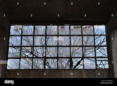 Tree Branches Behind Broken Window In Abandoned Factory Interior Concrete Wall And Ceiling