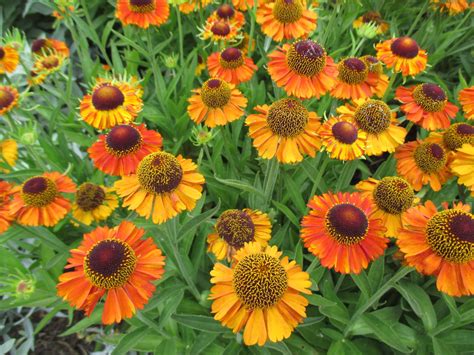 Helenium Autumnale Short N Sassy Cbg 2016 2 Rotary Botanical Gardens