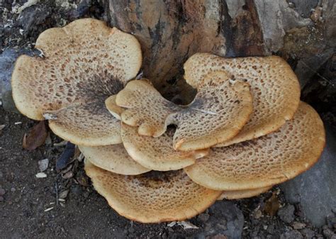 When The Tree Spirits Find Dryads Saddle—mushroom Foraging The