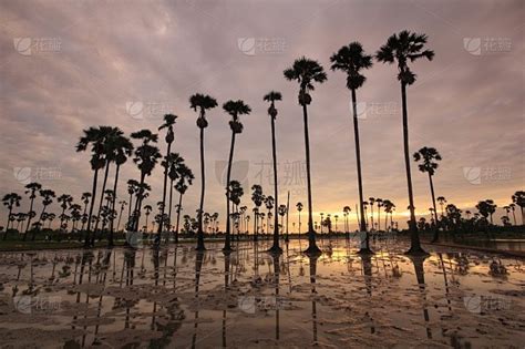 花园里的棕榈树在田野的早晨