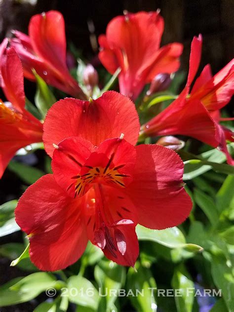 Alstroemeria Hybrid Red Urban Tree Farm Nursery