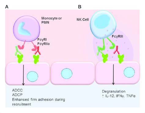FcγR mediated effector functions A Monocytes and neutrophils