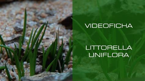 Littorella uniflora - VideoFicha - Ideal para aportar detalles ...