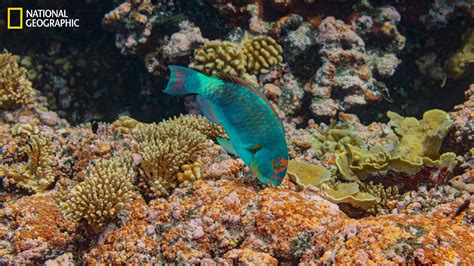 This Coral Reef Resurrected Itself — And Showed Scientists How To