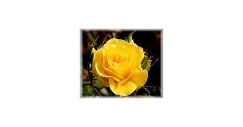 Grace Bishop Obituary 2012 Legacy Remembers