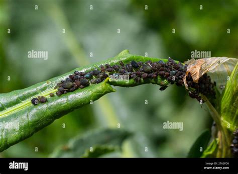 The Black Bean Aphid Aphis Fabae Is A Member Of The Order Hemiptera