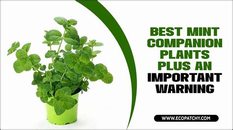 Best Mint Companion Plants Plus An Important Warning 15 Way