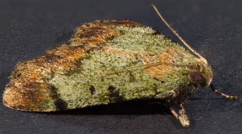 Dimorphic Macalla Moth Epipaschia Superatalis Bugguidenet