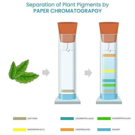 Paper Chromatography Of Plant Pigments Rf Values At Latonya Langley Blog
