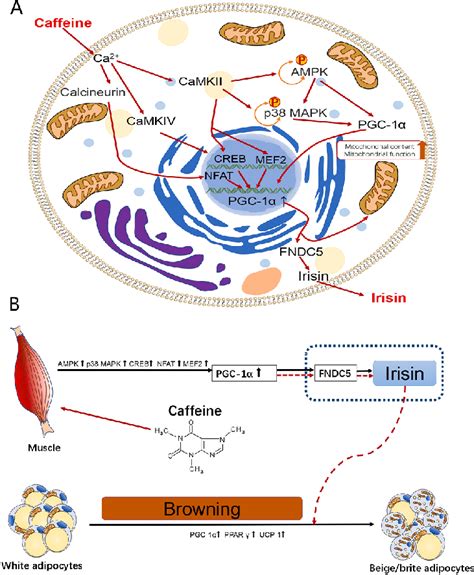 Caffeine Promotes The Browning Of White Adipose Tissue By Triggering