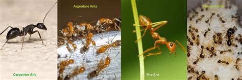 5 Common Ants In Georgia And Florida Id And Removal Guide