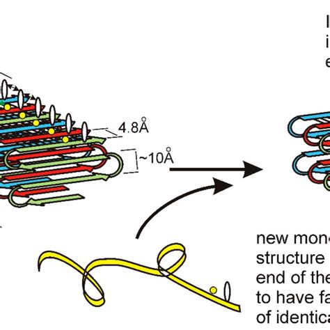 A Model For The Templating Of Prion Variant Information Yeast Prion Download Scientific