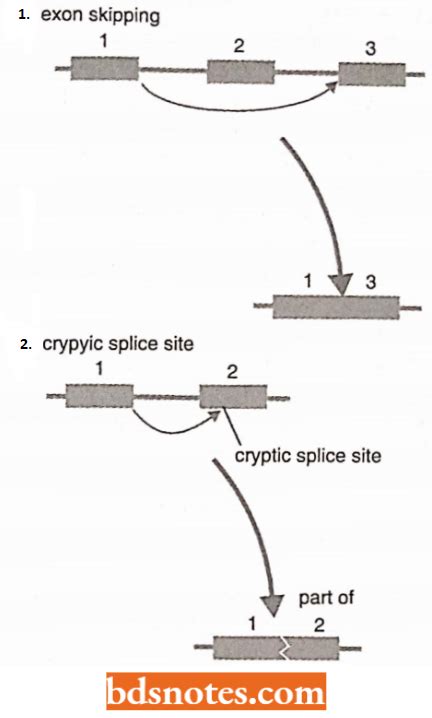 coding and non coding rnas bds notes